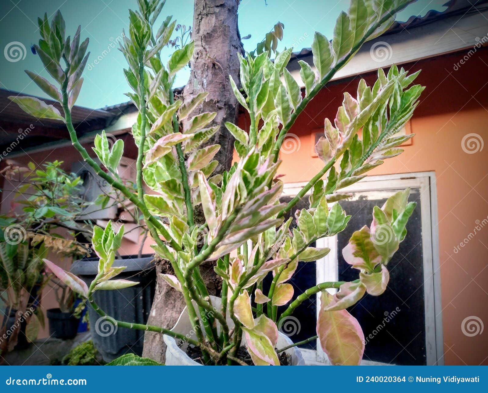 Ornamental Plants Hanging on the Tree Stock Photo - Image of tree ...