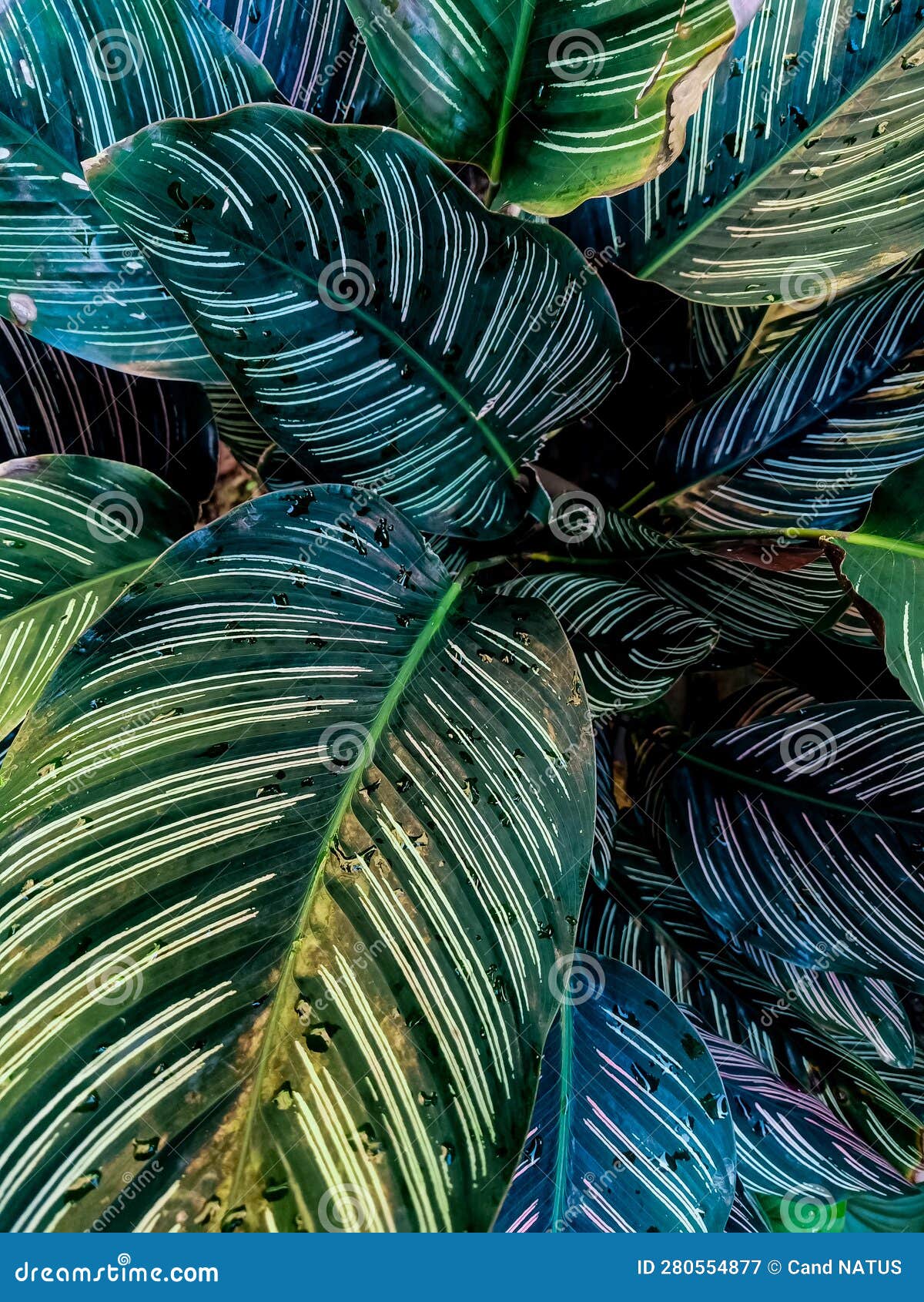 Ornamental Plants that Have Unique Patterns, Taken from a High Angle ...