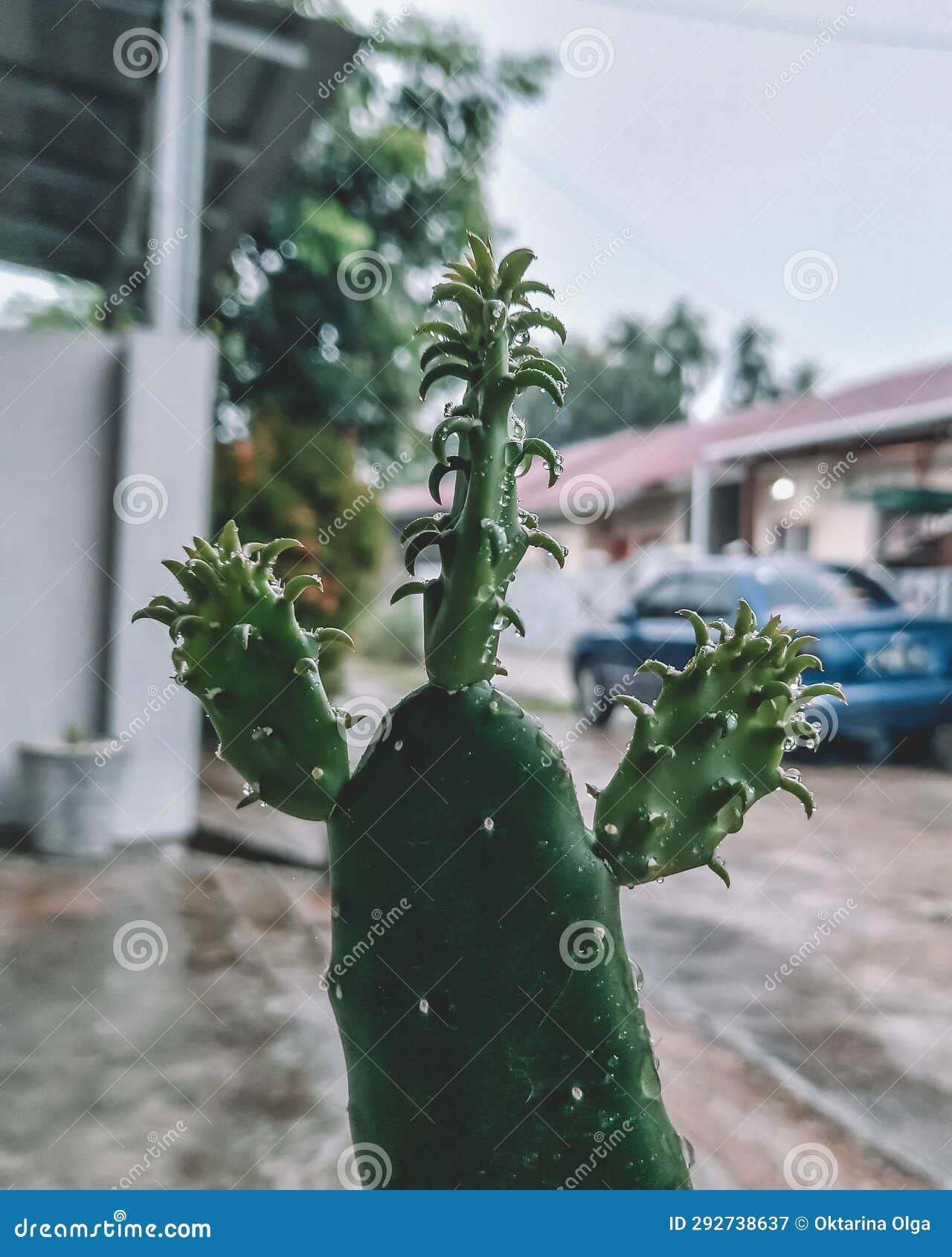 Ornamental Plants that Look Like Mickey Mouse Ears Stock Image - Image ...