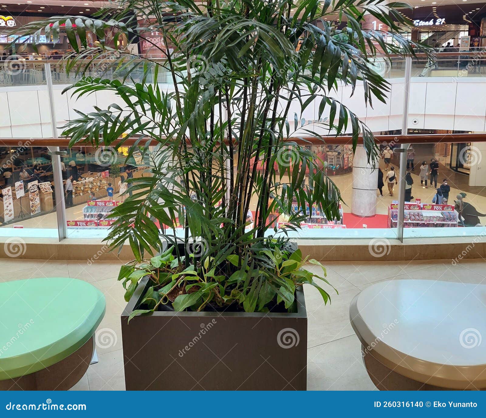 Ornamental Plants at the Mall Stock Photo - Image of houseplant ...
