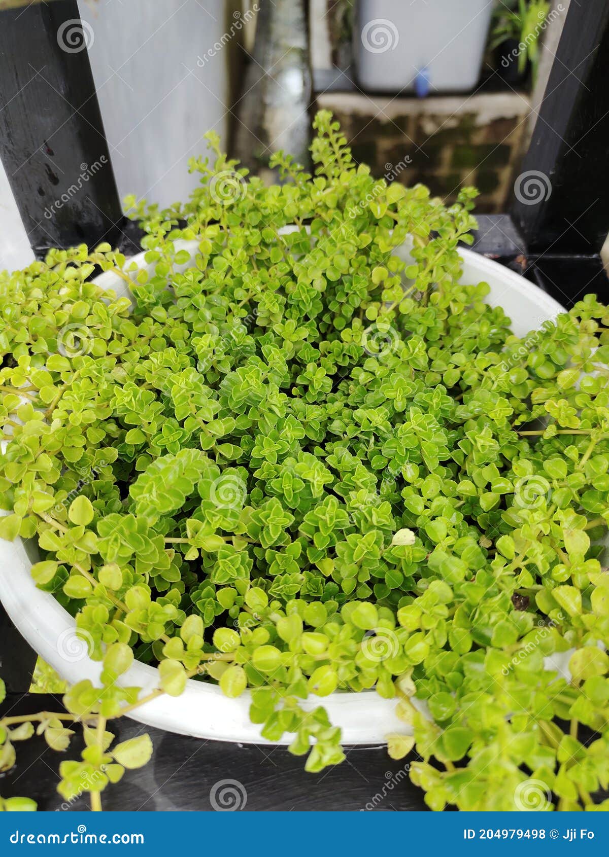 Ornamental Plants that are Often Hunted by Plant Lovers Stock Photo ...