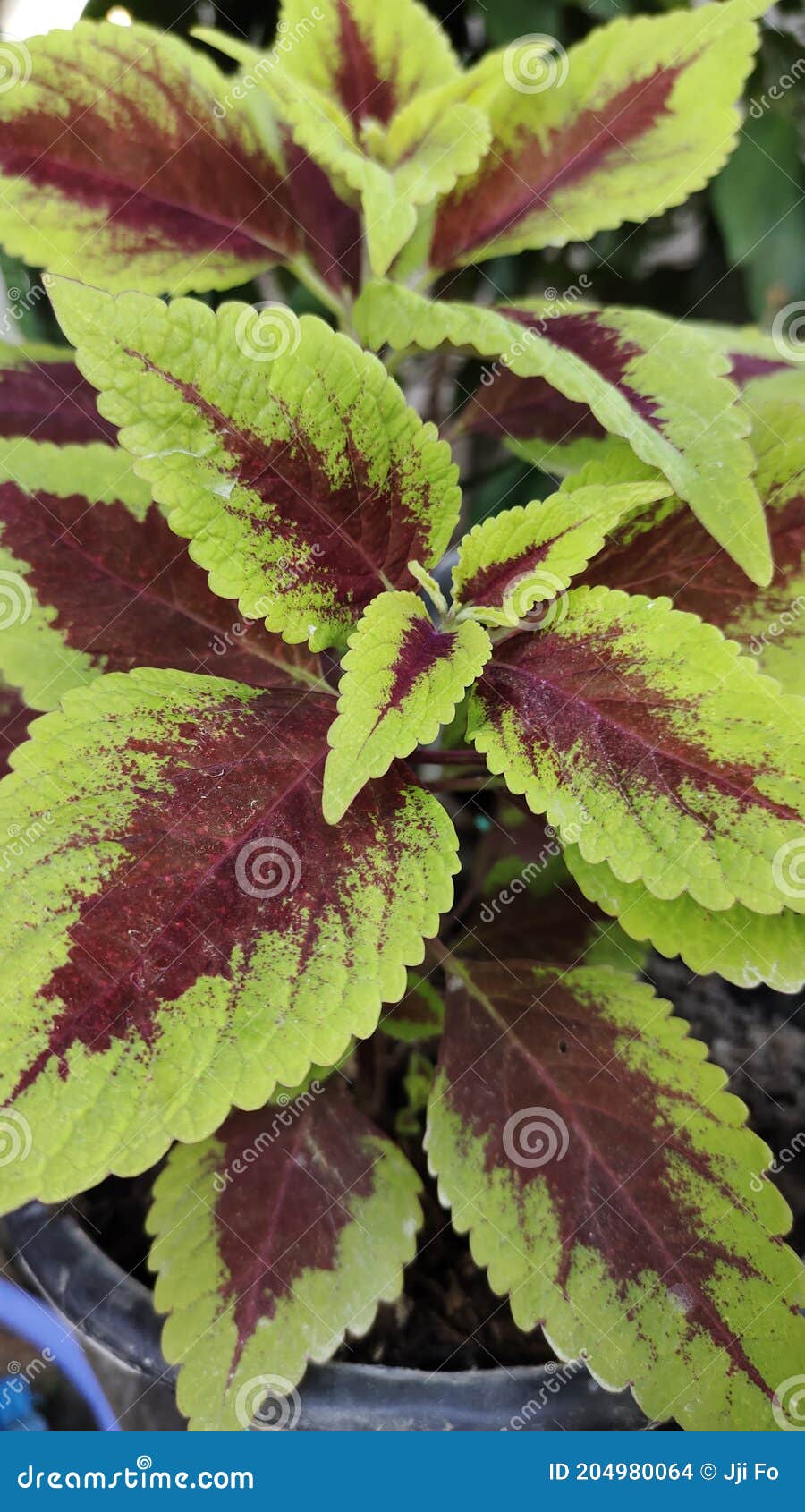 Ornamental Plants that are Often Hunted by Plant Lovers Stock Photo ...