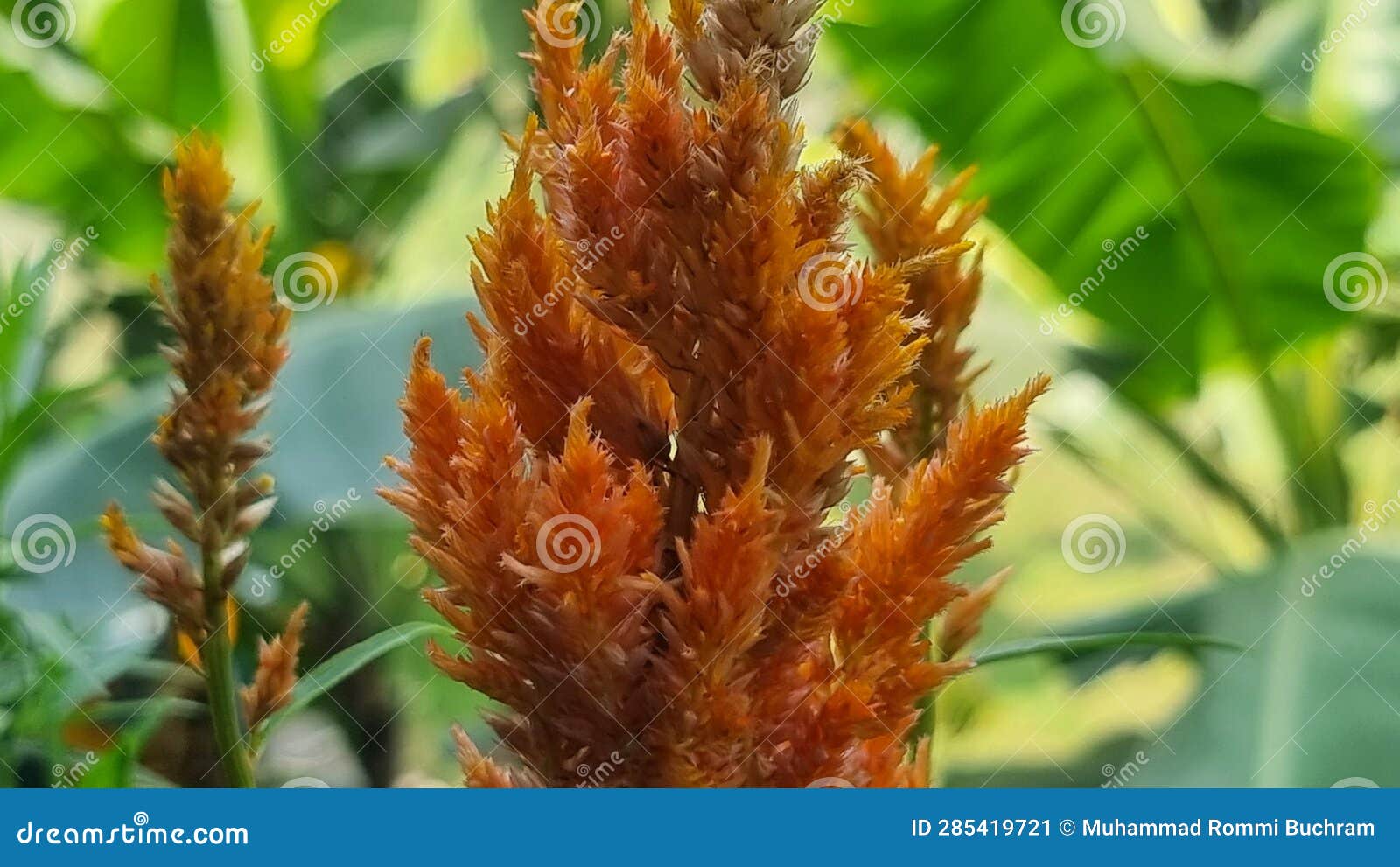 Ornamental Plants are Orange in Color and Shaped with a Unique Texture ...