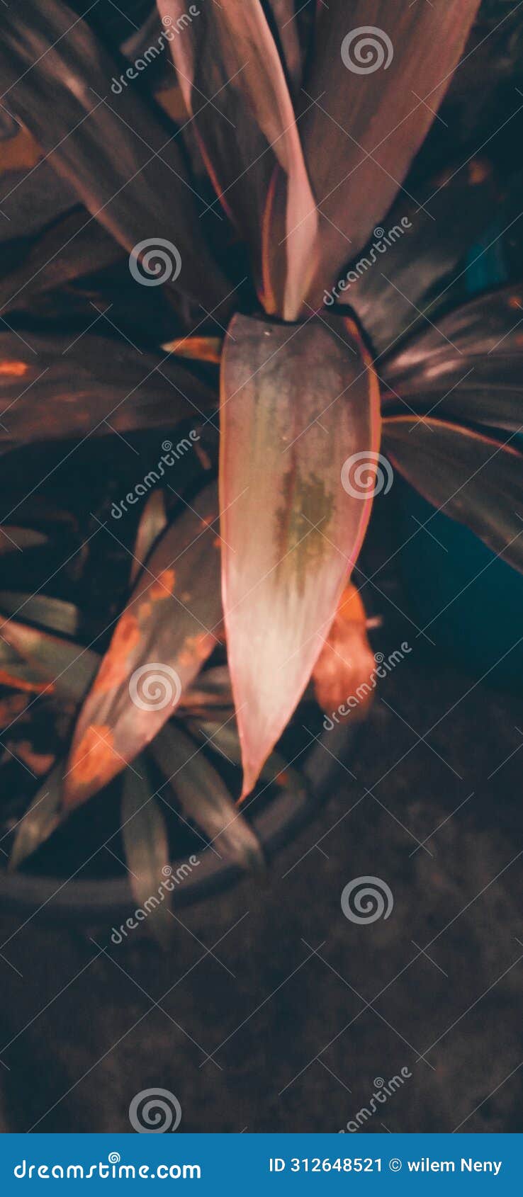 Ornamental Plants with Oval-shaped Fibrous Roots Stock Image - Image of ...