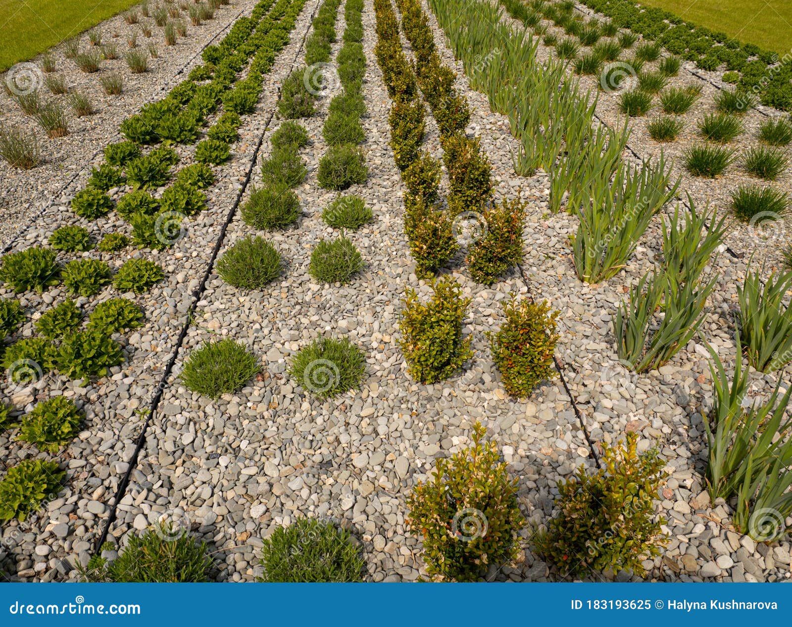 Ornamental Plants Planted in Rows in Open Space Stock Image - Image of ...