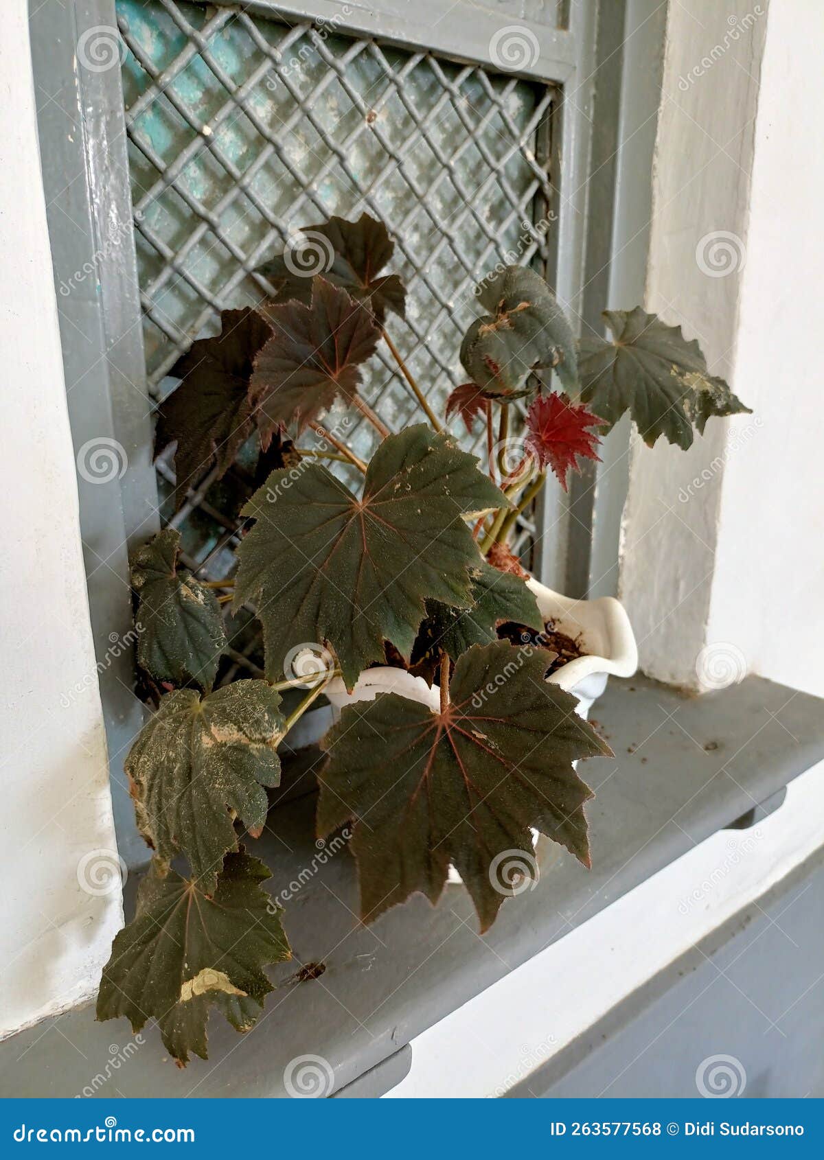 Ornamental Plants in Pots Placed on the Window Stock Photo - Image of ...