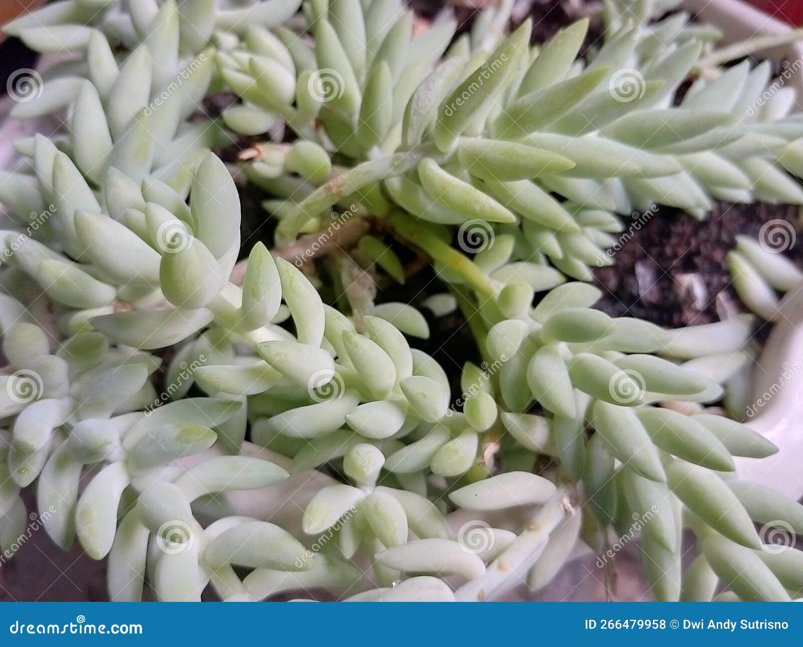 Ornamental Plants with Sharp Ends in Pots Stock Photo - Image of hand ...