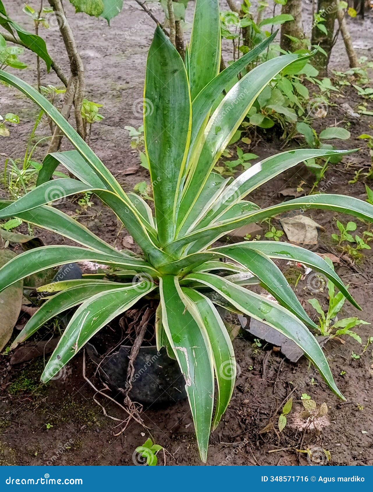 Ornamental Plants with Sharp Leaf Tips Stock Photo - Image of leaf ...