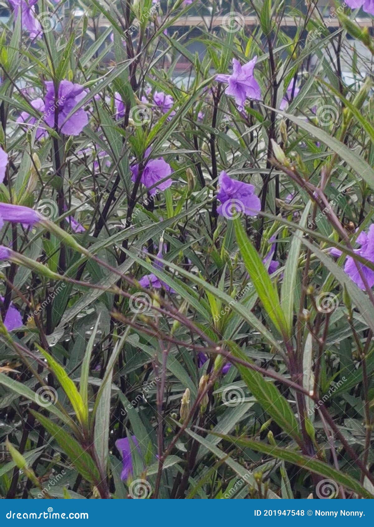 The Ornamental Plants in Small Garden Outside Stock Photo - Image of ...