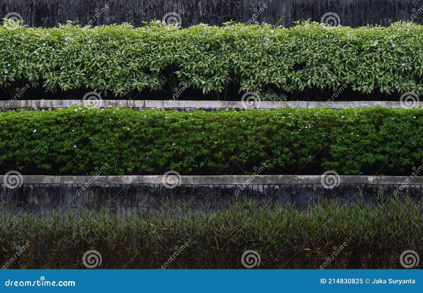 Ornamental Plants on Terrace, Modern Composition of Home Garden Stock ...