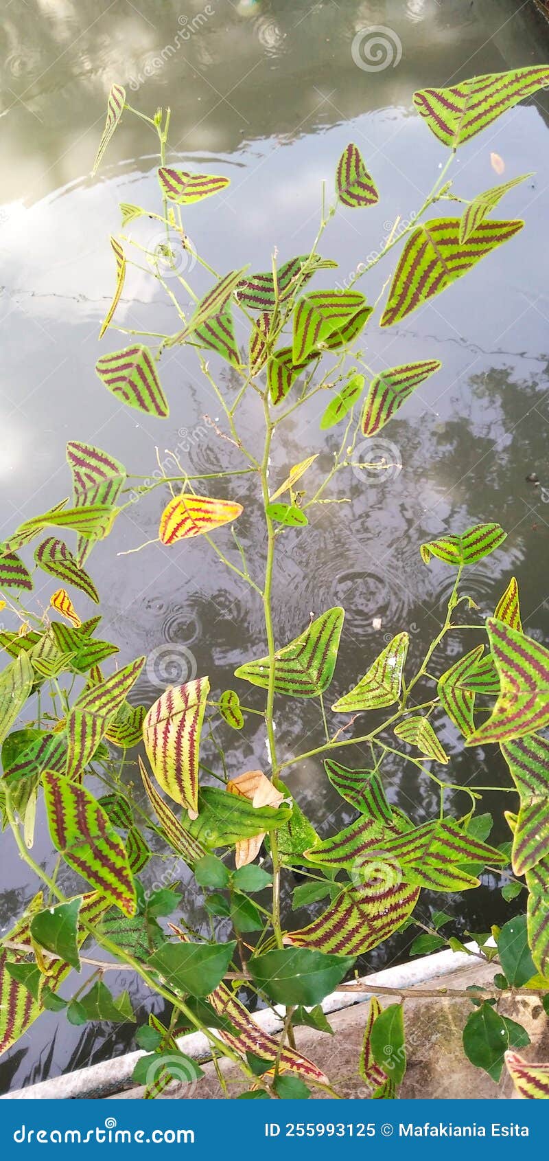 Ornamental Plants with Unique Leaf Motifs. Stock Image - Image of ...