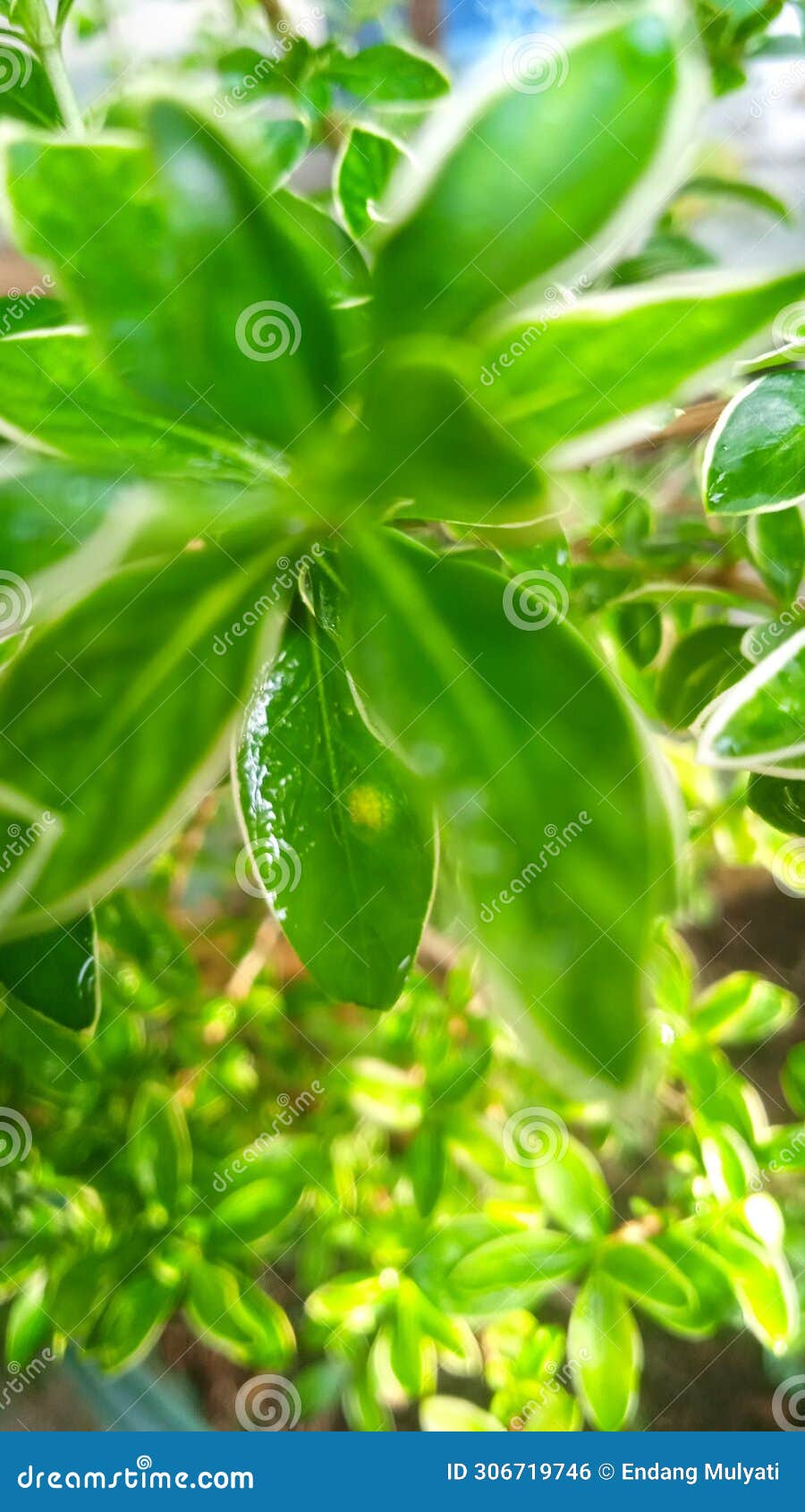 Ornamental Plants of the Varigata Hingkip Type Stock Photo - Image of ...