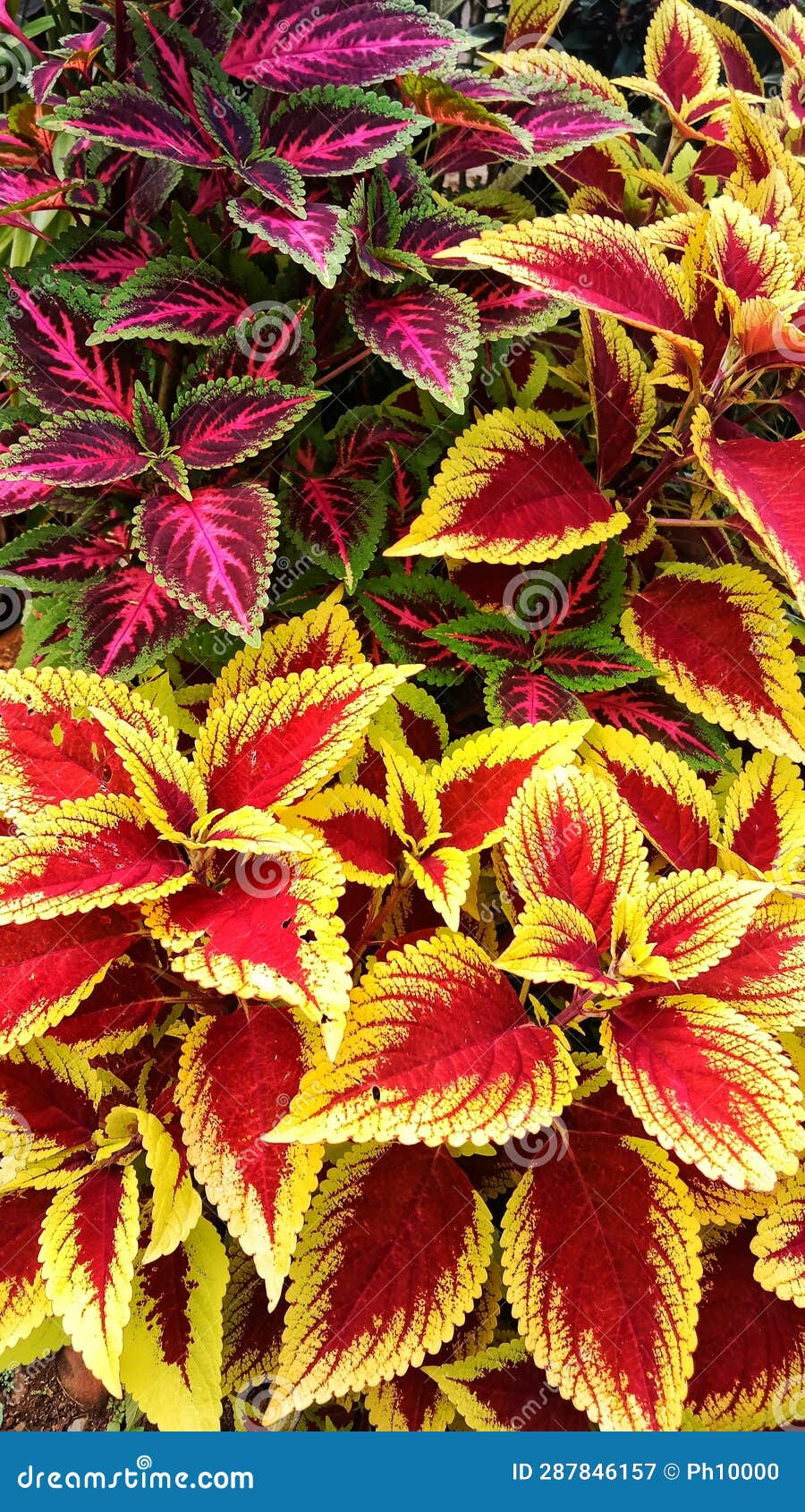 Ornamental Plants of Various Colors Very Mesmerizing Stock Image ...
