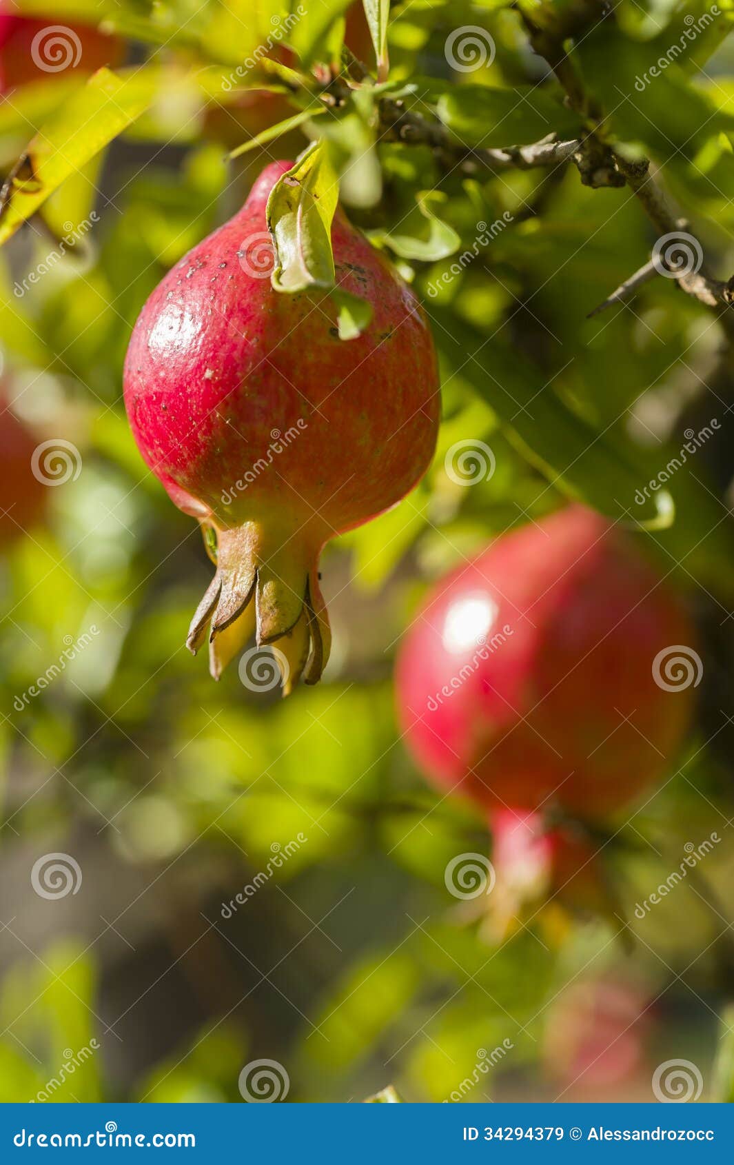 Ornamental Pomegranate Fruits Stock Image - Image of pomegranate ...