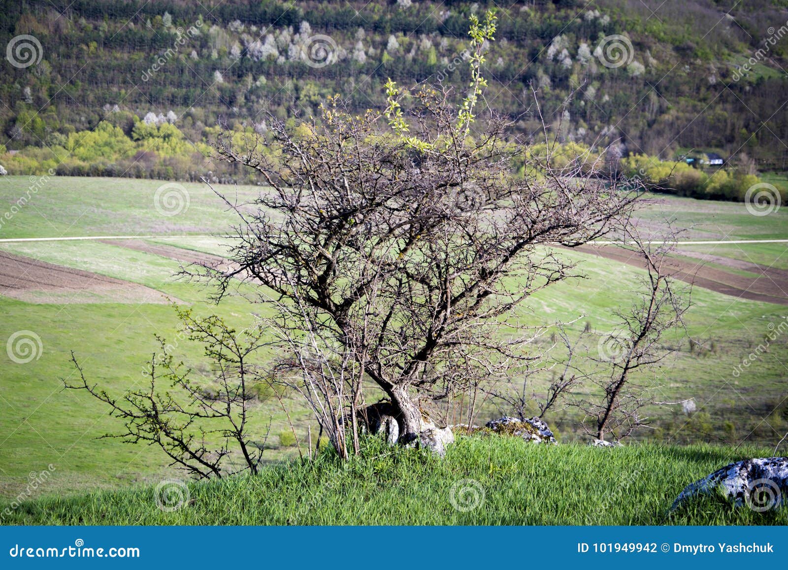 Ornamental Public Gardens and Bushes Greenery and Spruce. Stock Photo ...