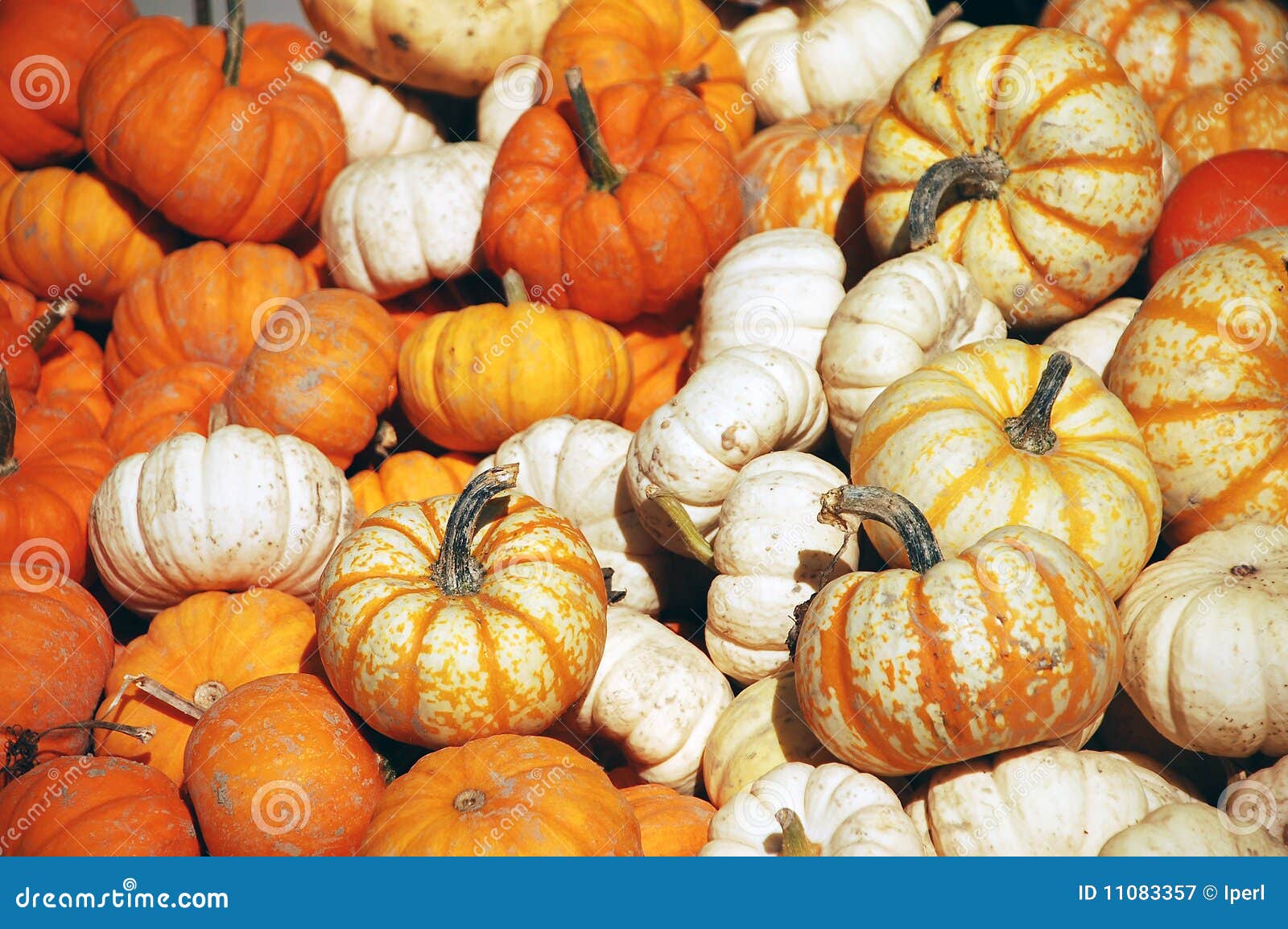 Ornamental pumpkins stock image. Image of gourds, pumpkins - 11083357