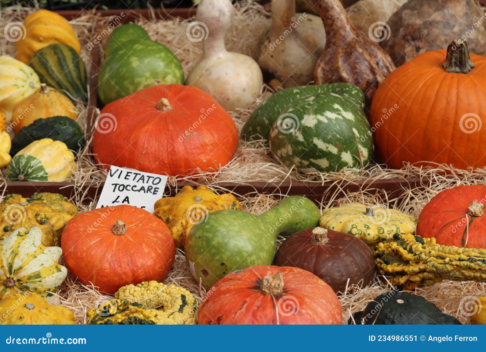 Ornamental Pumpkins on Display and Sale Sale Stock Image - Image of ...