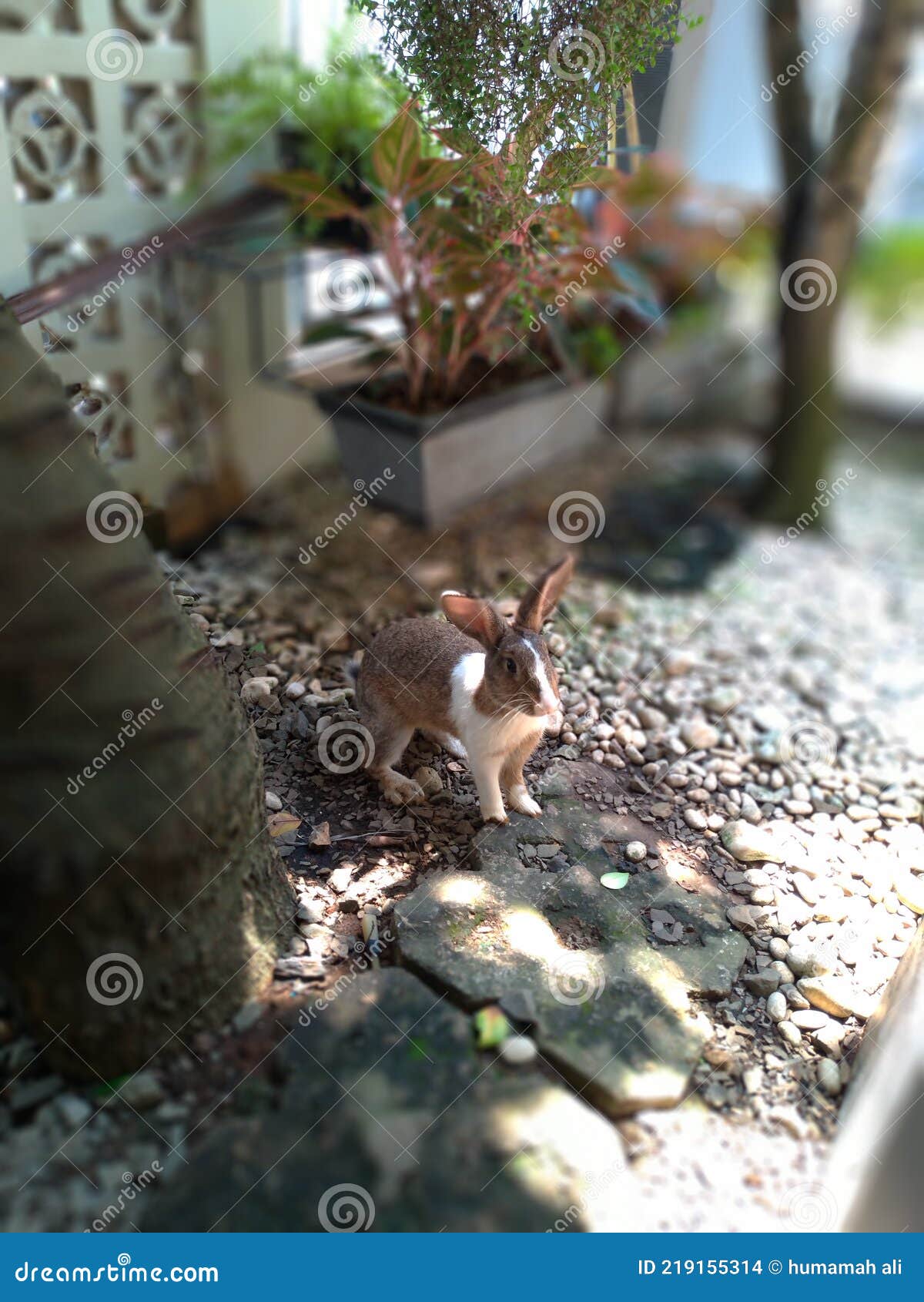 Ornamental rabbit stock photo. Image of yard, ornamental - 219155314