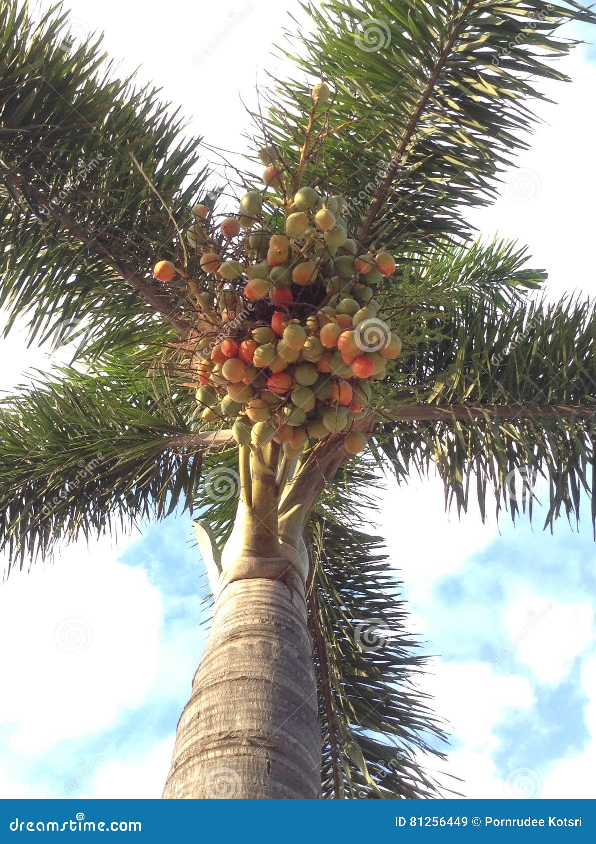 Ornamental and Ripe Areca-nut Stock Image - Image of white, ripe: 81256449