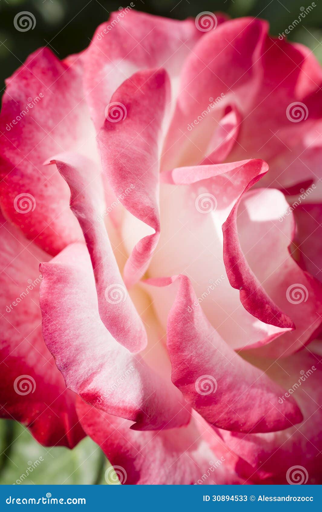Ornamental rose stock image. Image of bouquet, celebration - 30894533