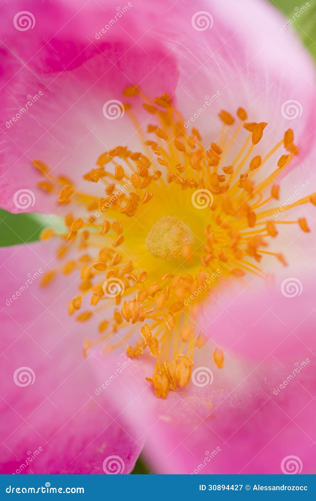 Ornamental rose stock image. Image of macro, pink, celebration - 30894427