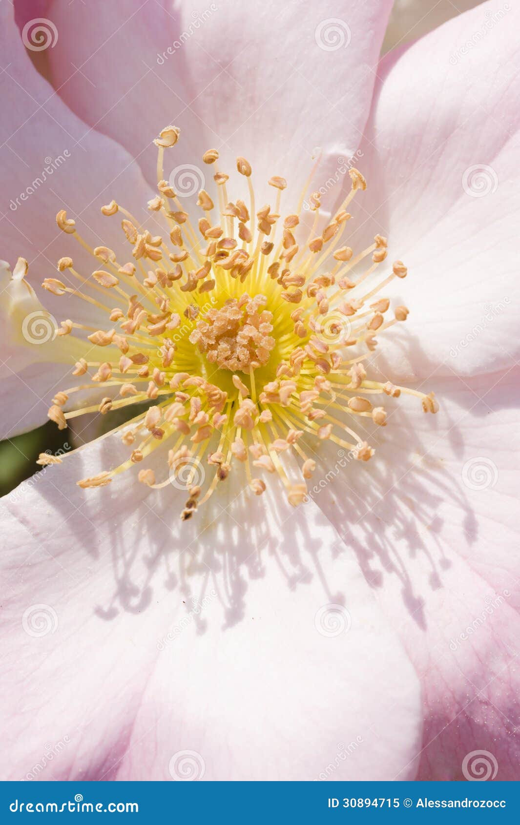 Ornamental rose stock image. Image of romance, romantic - 30894715