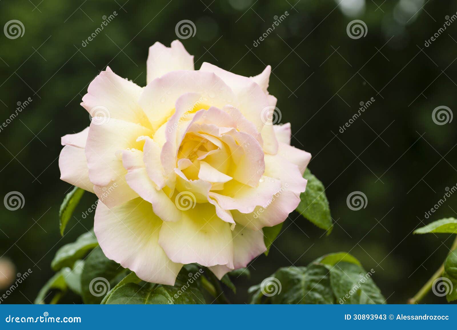 Ornamental rose stock image. Image of petal, pink, garden - 30893943