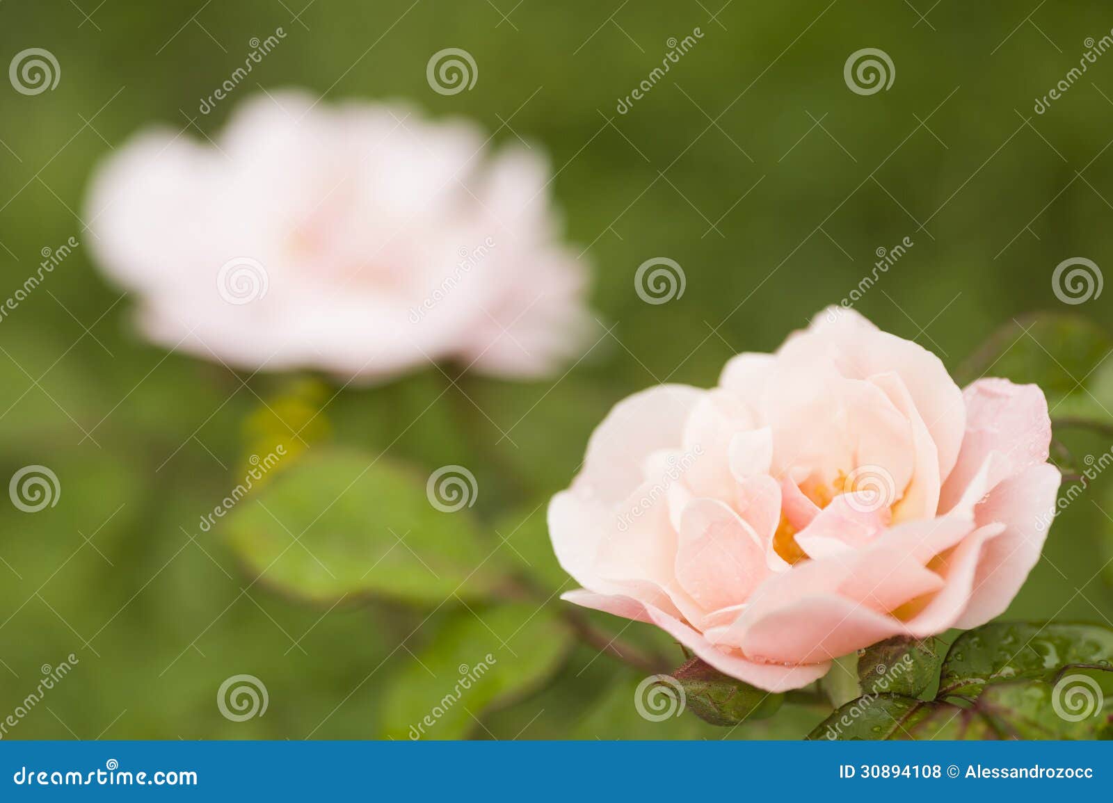Ornamental rose stock photo. Image of orange, nature - 30894108