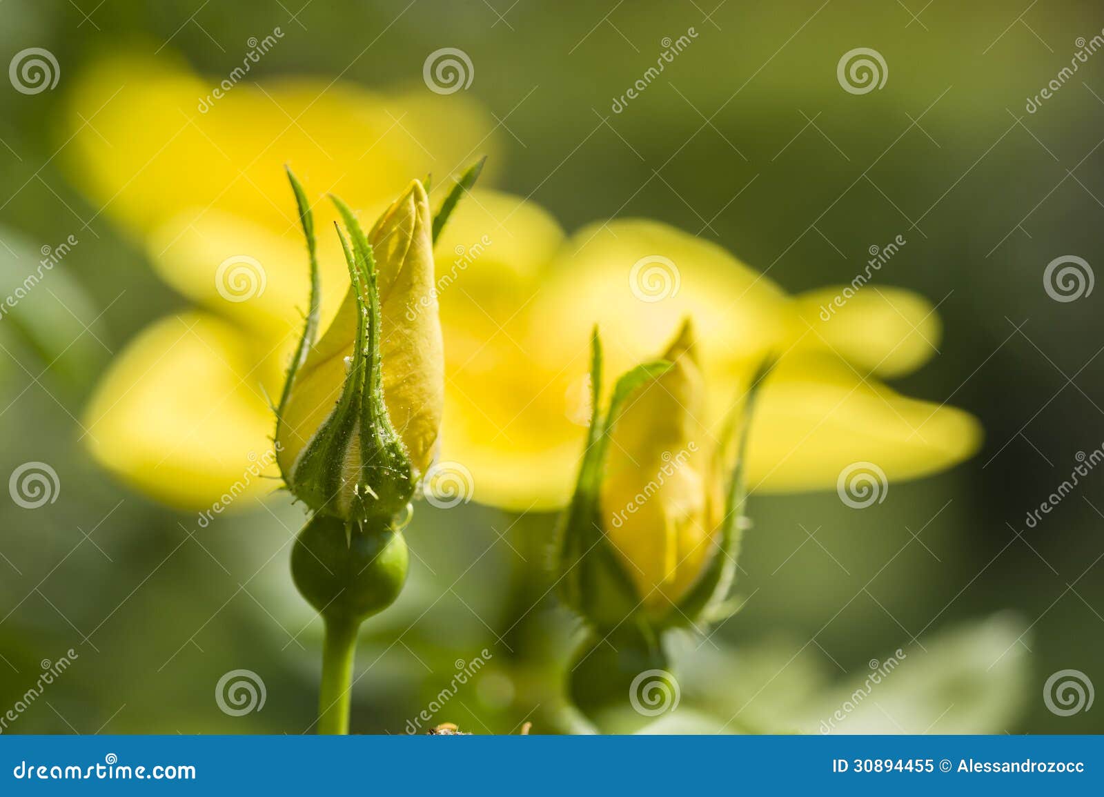 Ornamental rose stock image. Image of celebration, decoration - 30894455