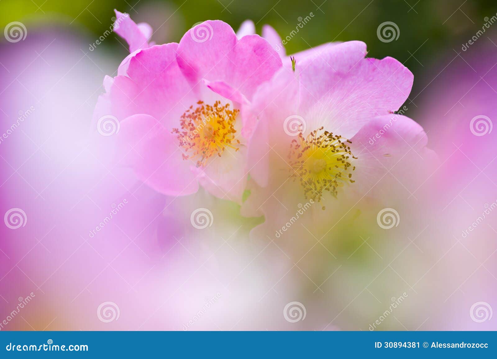 Ornamental roses stock image. Image of flower, freshness - 30894381