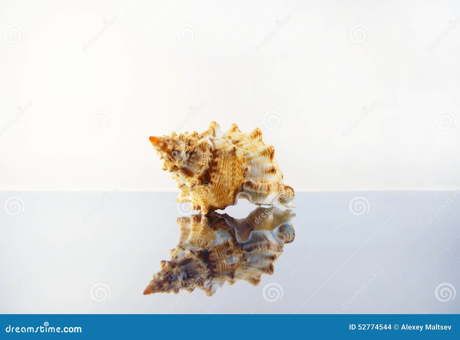 Ornamental sea shell stock photo. Image of surface, white - 52774544