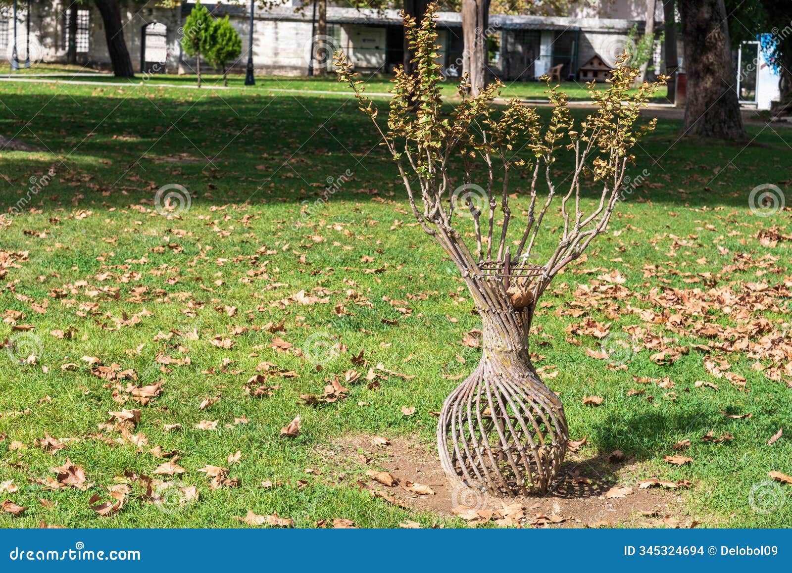 An Ornamental Shrub with Intertwined Trunks. Stock Photo - Image of ...