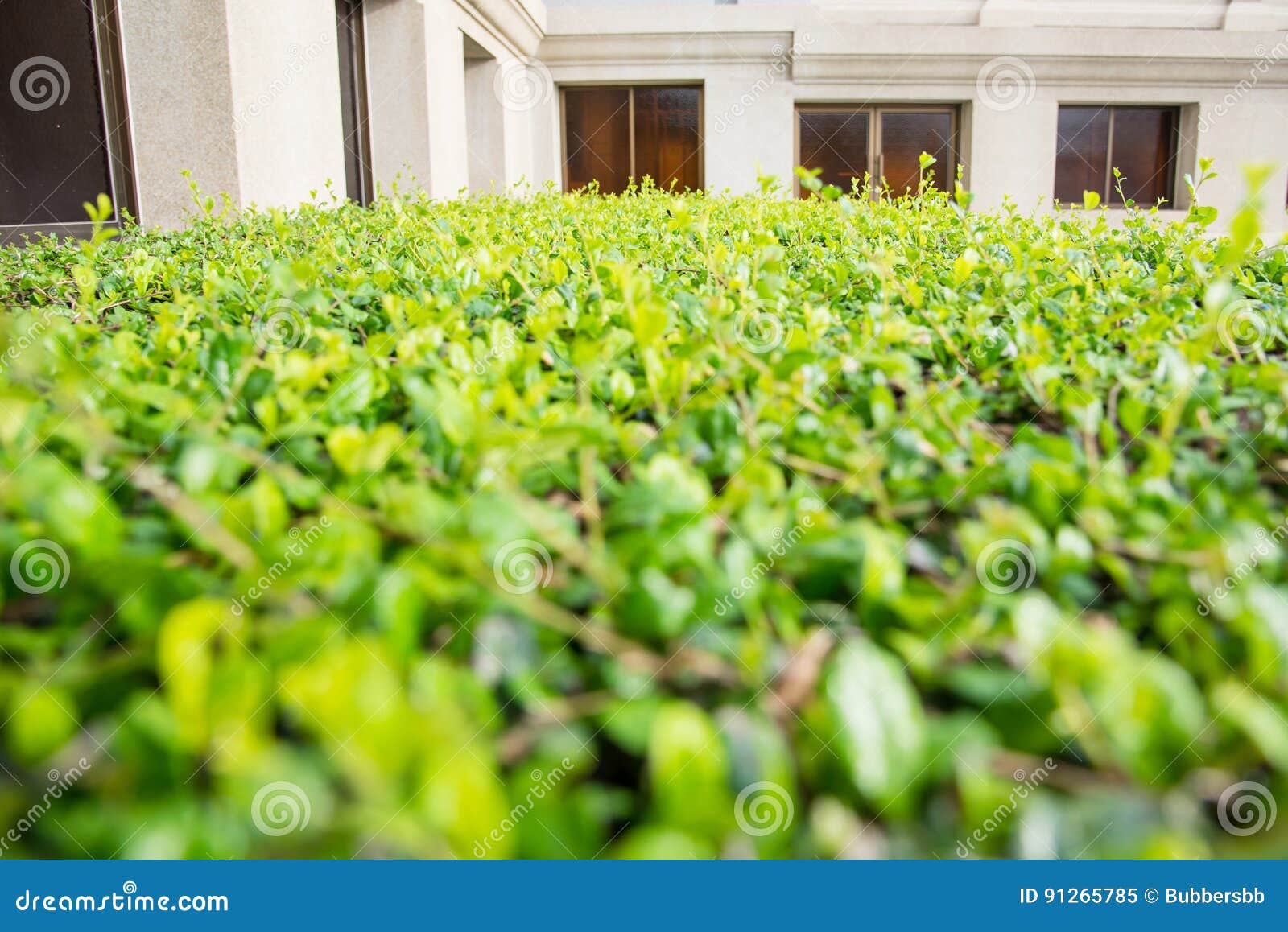 Ornamental Shrubs ,Wall Shrubs in Outdoor. Stock Image - Image of hedge ...