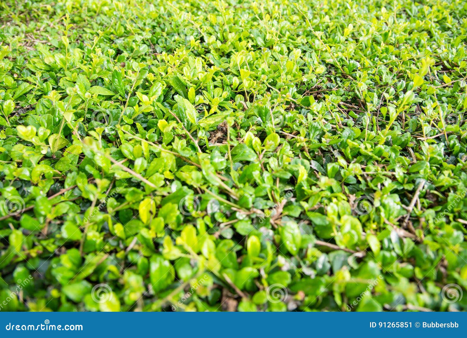 Ornamental Shrubs ,Wall Shrubs in Outdoor. Stock Image - Image of ...