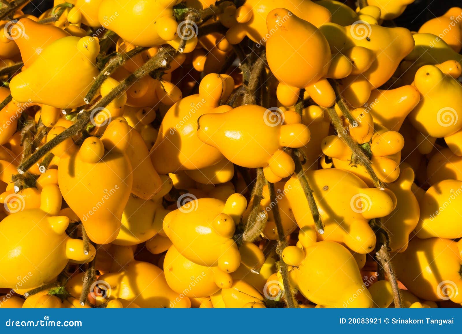 Solanum Mammosum Tree. Yellow Nipples Fruits Is Commonly Known As ...