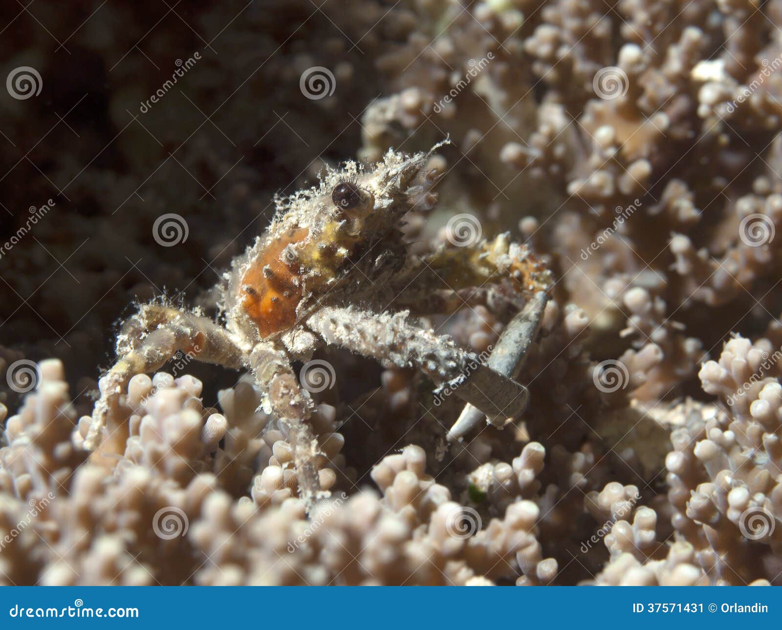 Spider Crab, Fish Market In Italy Stock Photo | CartoonDealer.com #87275586