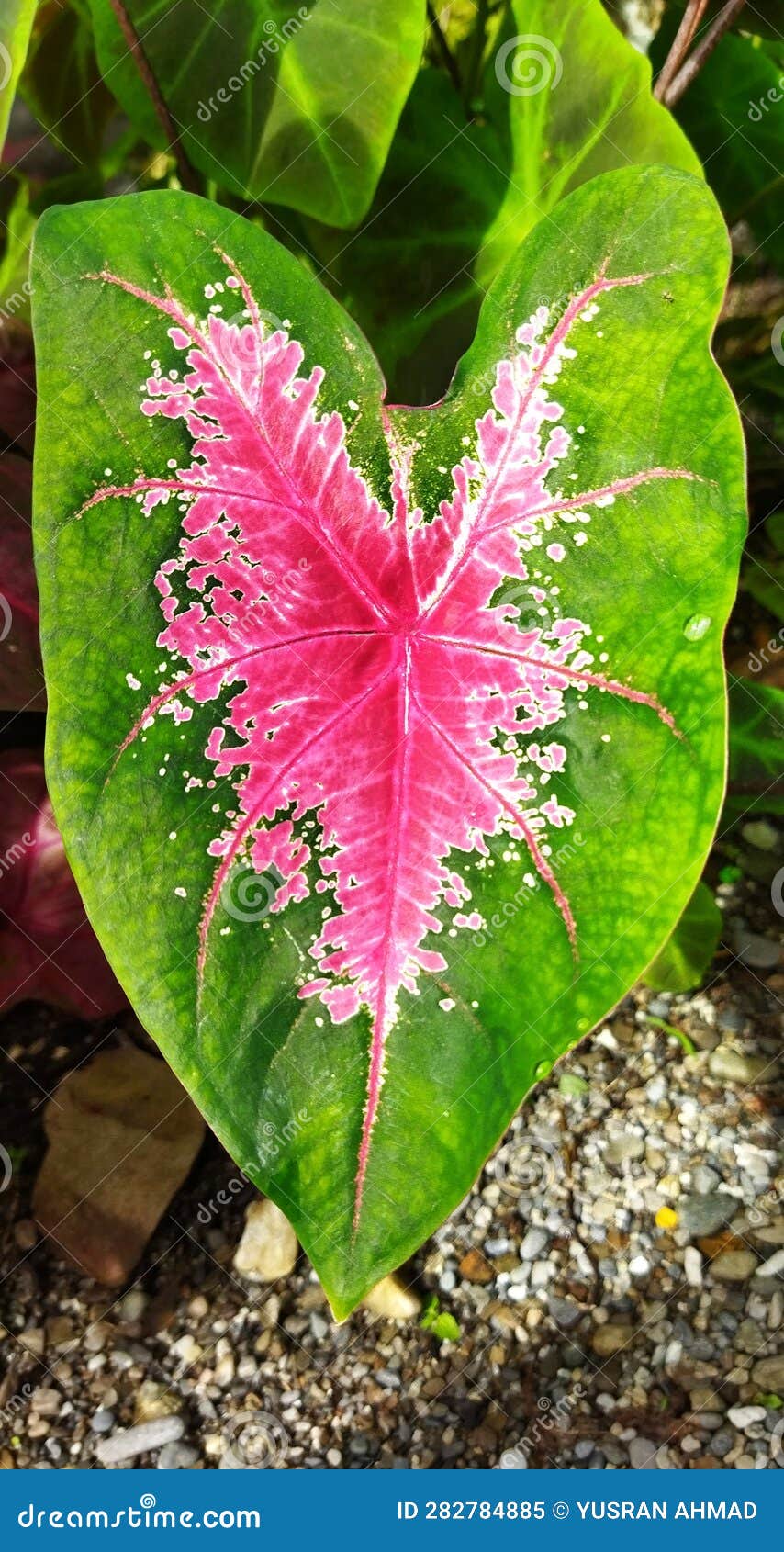 Ornamental Taro Leaves with Green and Pink Patterns Stock Image - Image ...