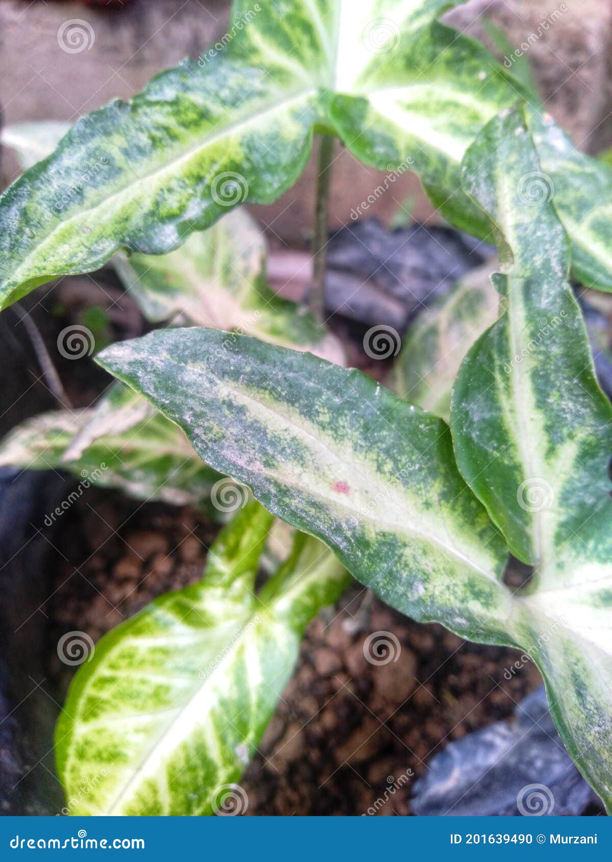Ornamental taro in a pot stock photo. Image of green - 201639490