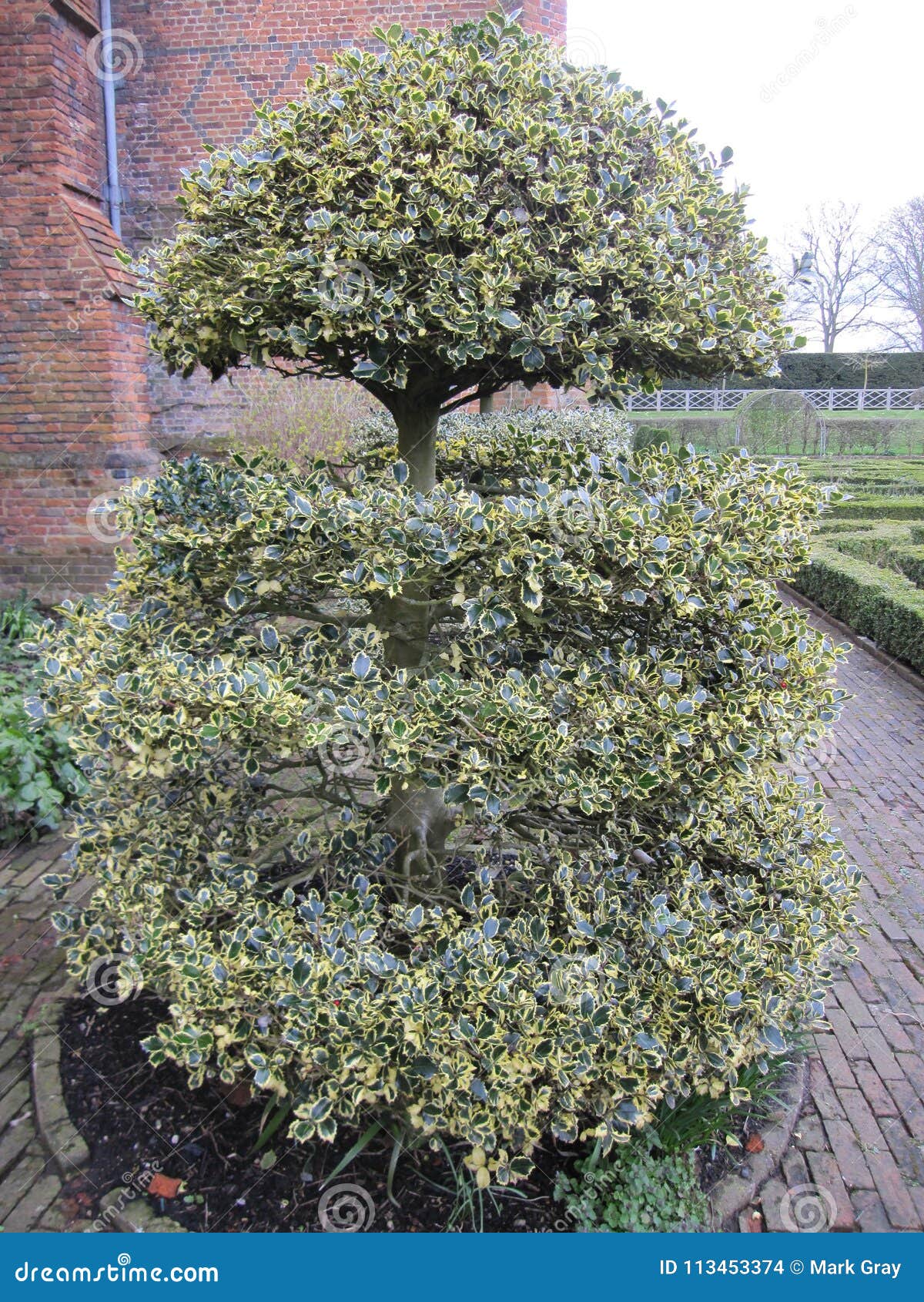 Ornamental Tree stock photo. Image of garden, tree, pruned - 113453374