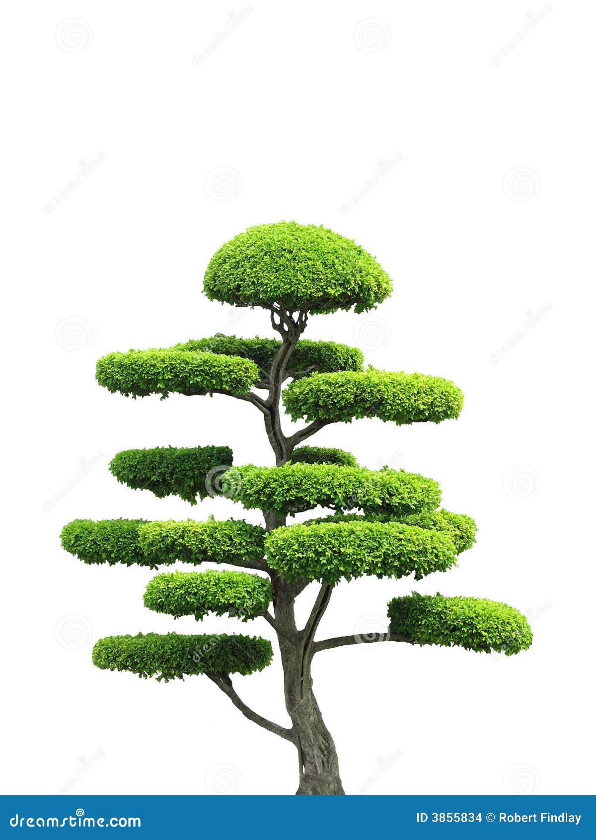 Ornamental Tree stock photo. Image of isolated, leaves - 3855834
