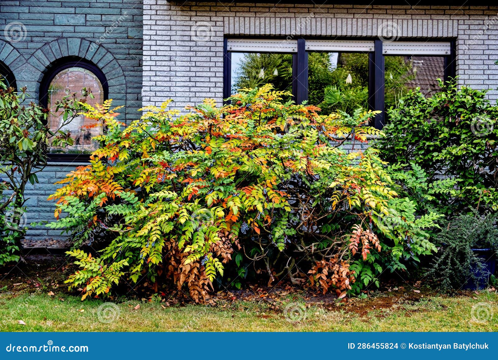 Ornamental Tree and Bushes in Front of a Residential Building in ...