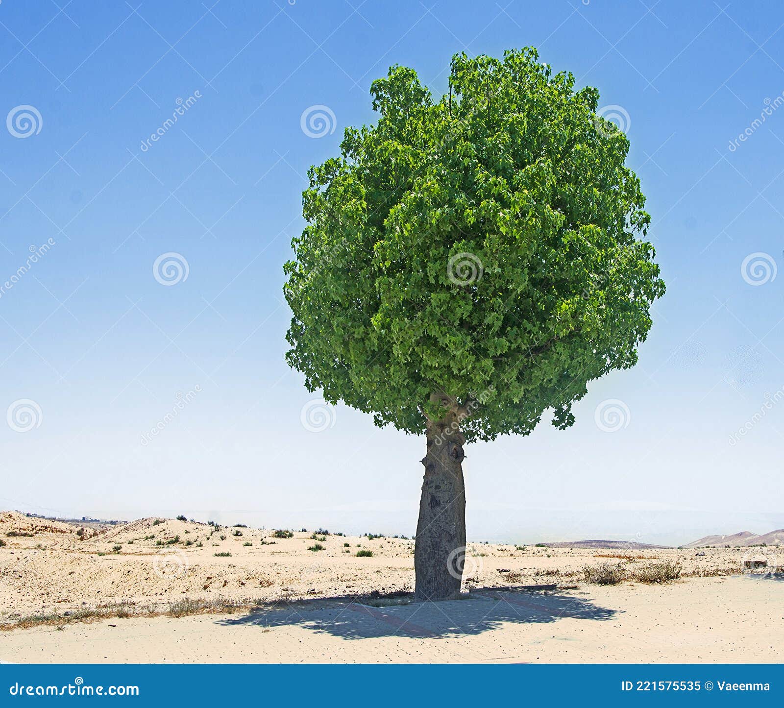 Ornamental tree in Israel stock image. Image of plant - 221575535