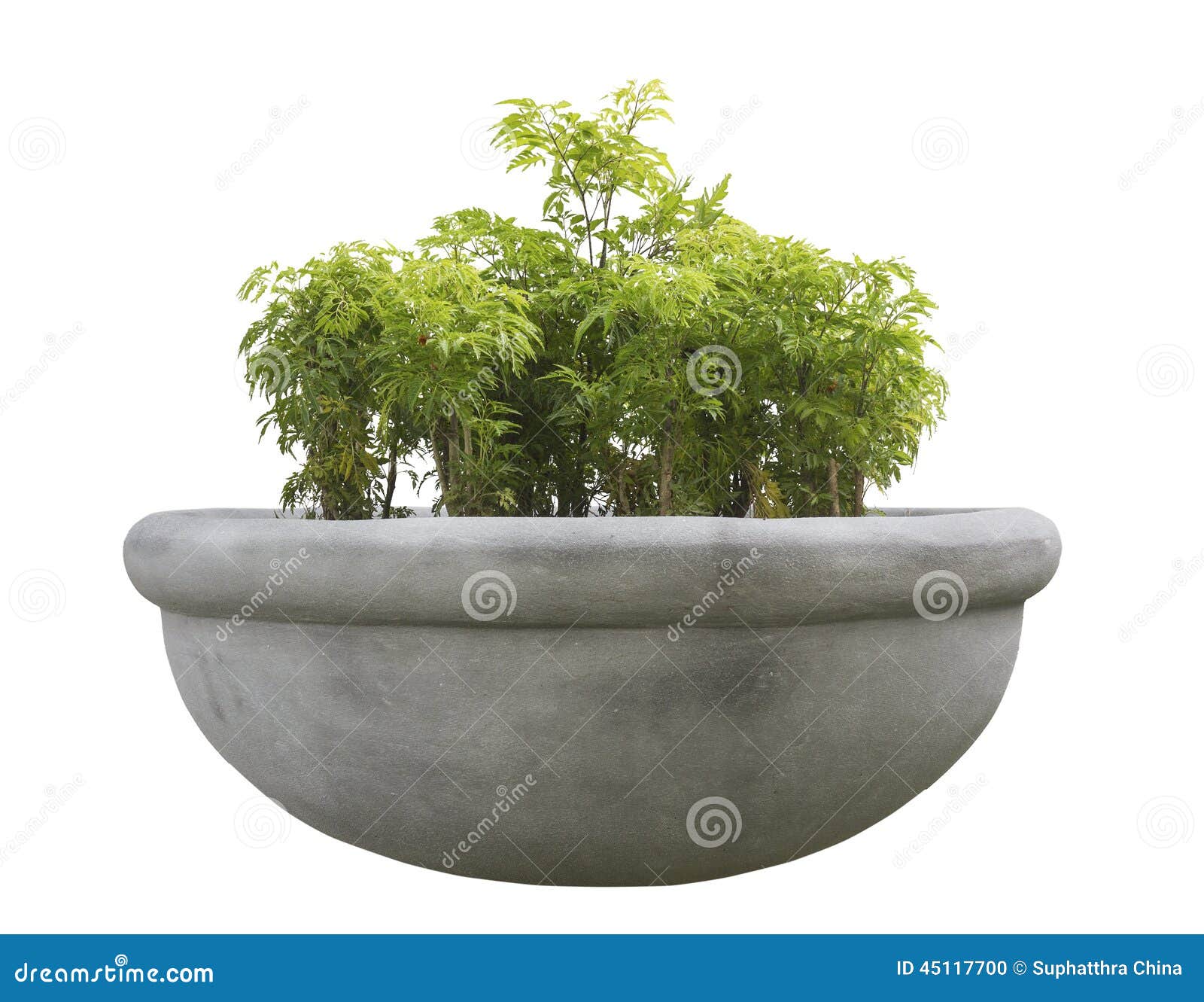 Ornamental tree in a pot stock photo. Image of plant - 45117700