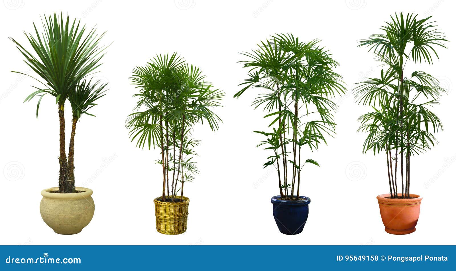 Ornamental Tree Set in a Pot Stock Photo - Image of natural, nature ...