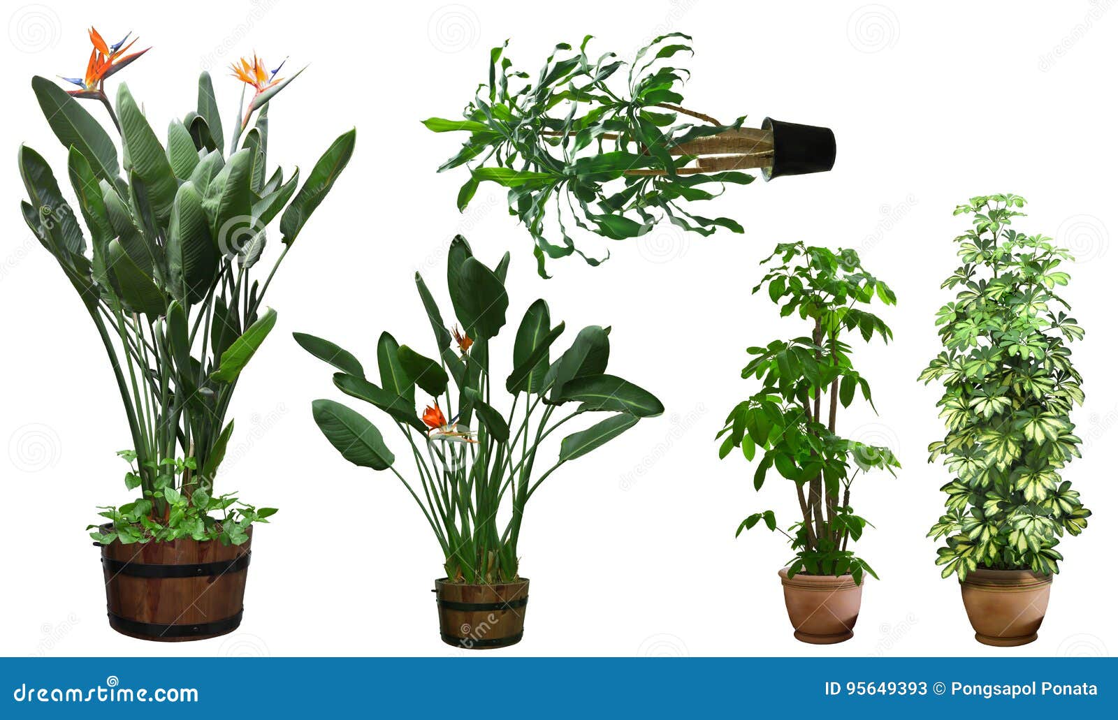 Ornamental Tree Set in a Pot Stock Image - Image of botanical ...