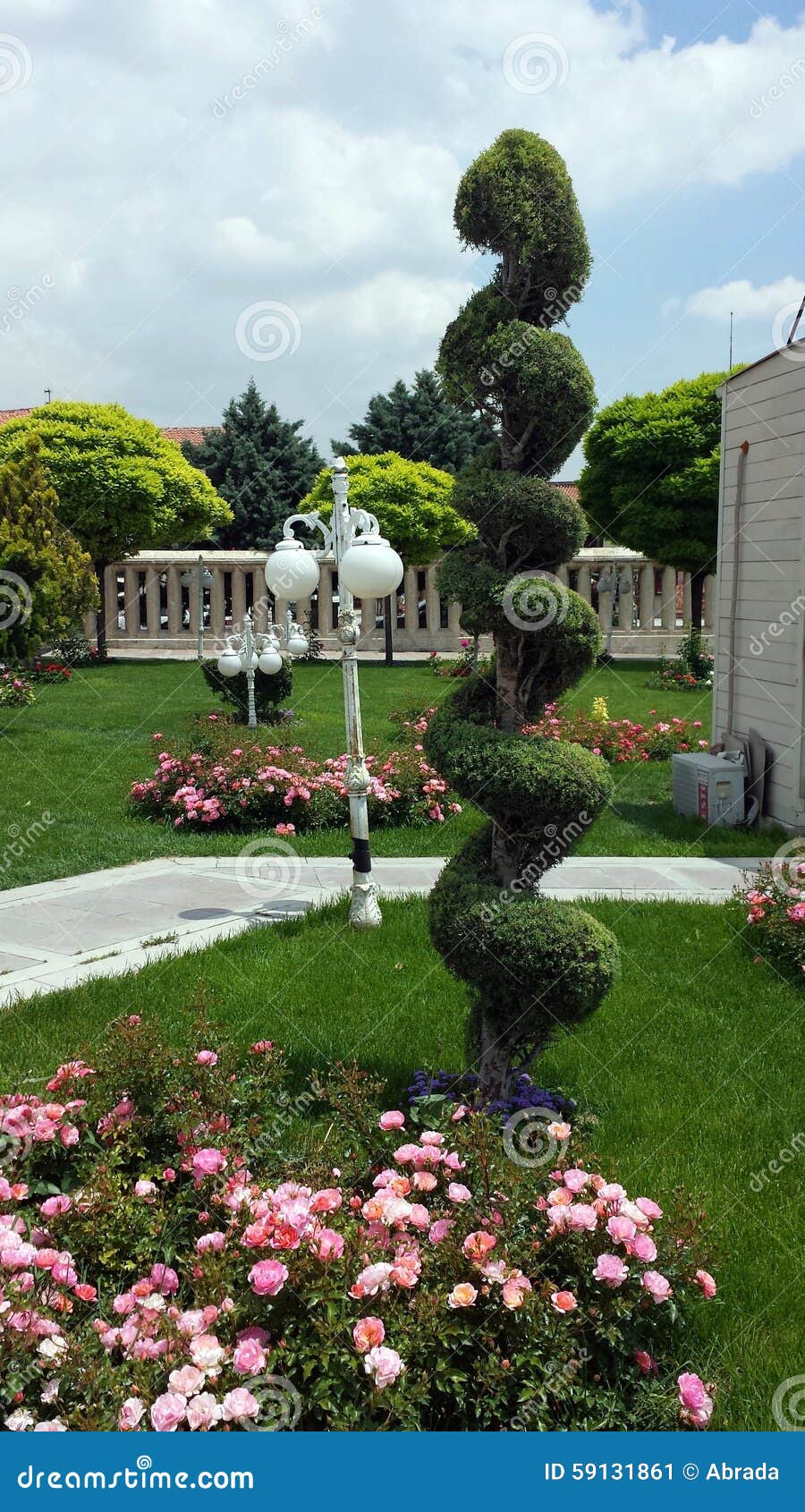 Ornamental tree stock image. Image of ornamental, garden - 59131861