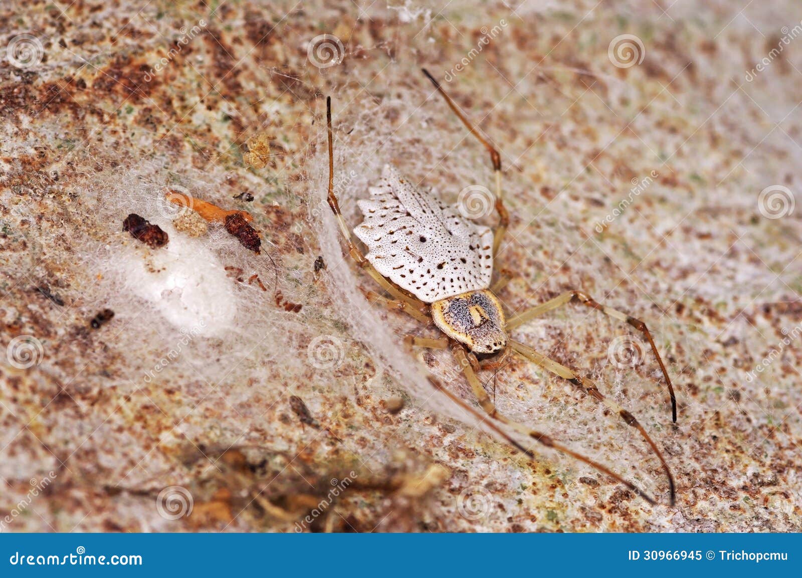 Ornamental Tree Trunk Spider Stock Image - Image of insects, animals ...