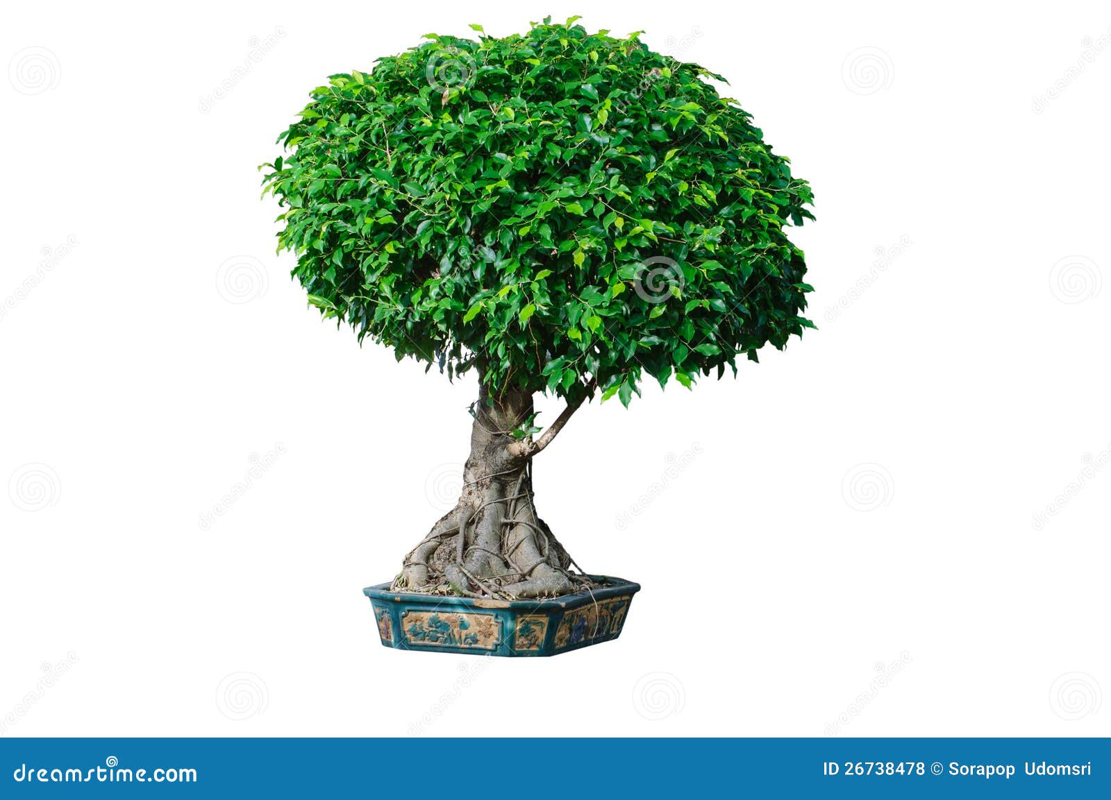 Ornamental trees stock photo. Image of nature, white - 26738478