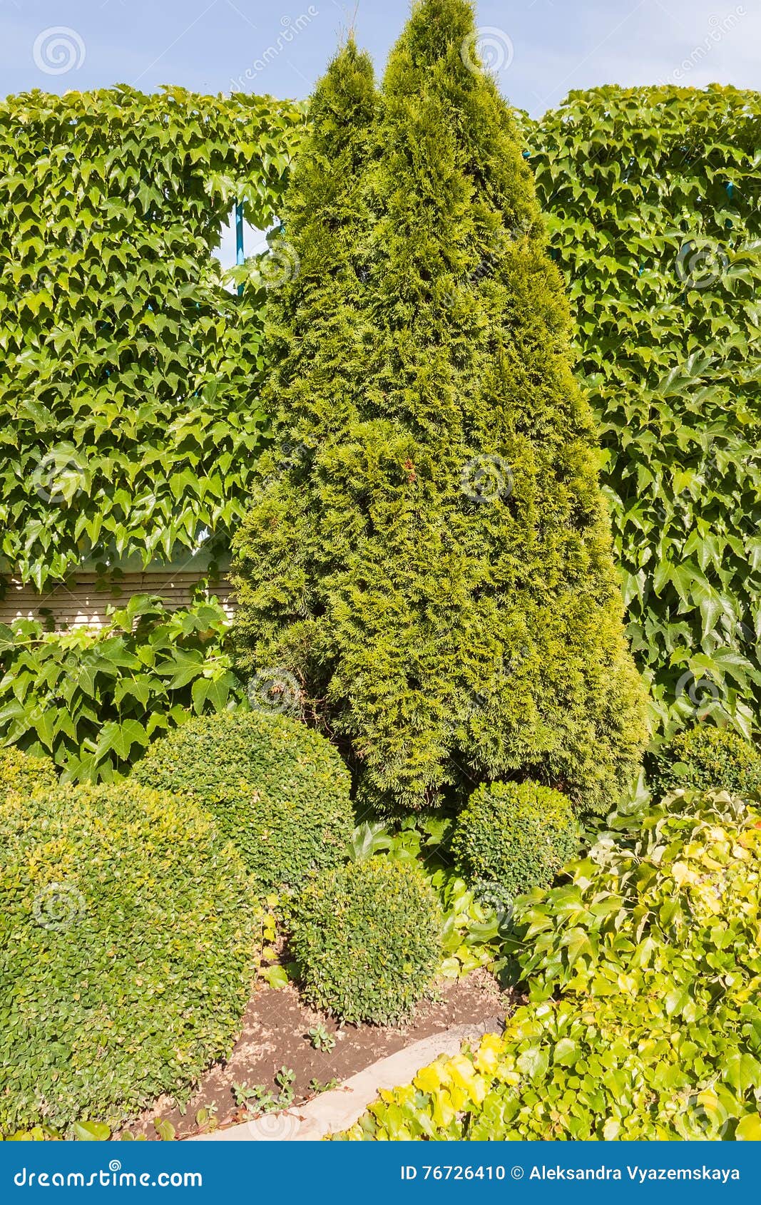Ornamental Trees in the Form of a Ball Stock Photo - Image of bush ...