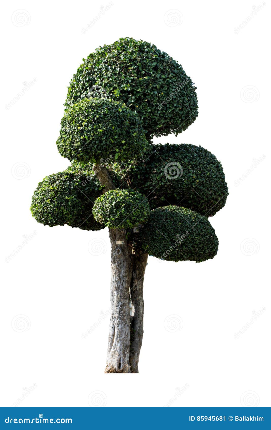 Ornamental Trees And Walls. Stock Image | CartoonDealer.com #29152405